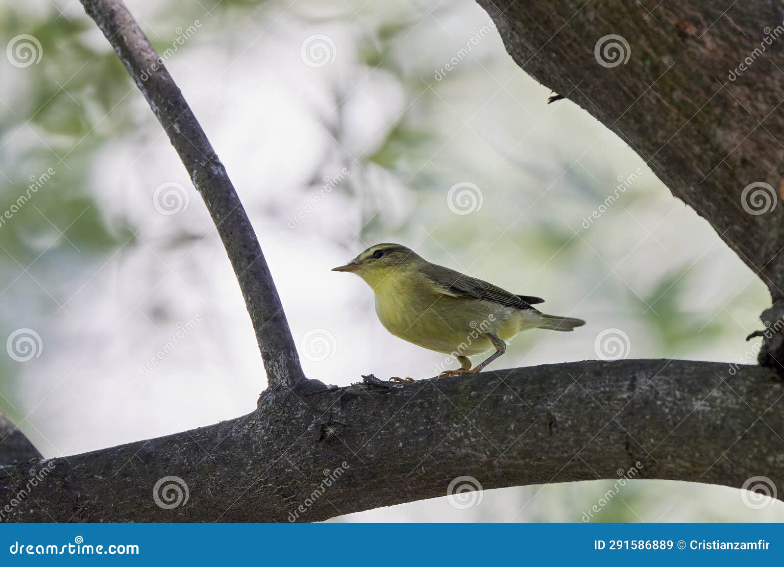 Phylloscopus Nitidus Looking for Food on a Tree Stock Image - Image of ...