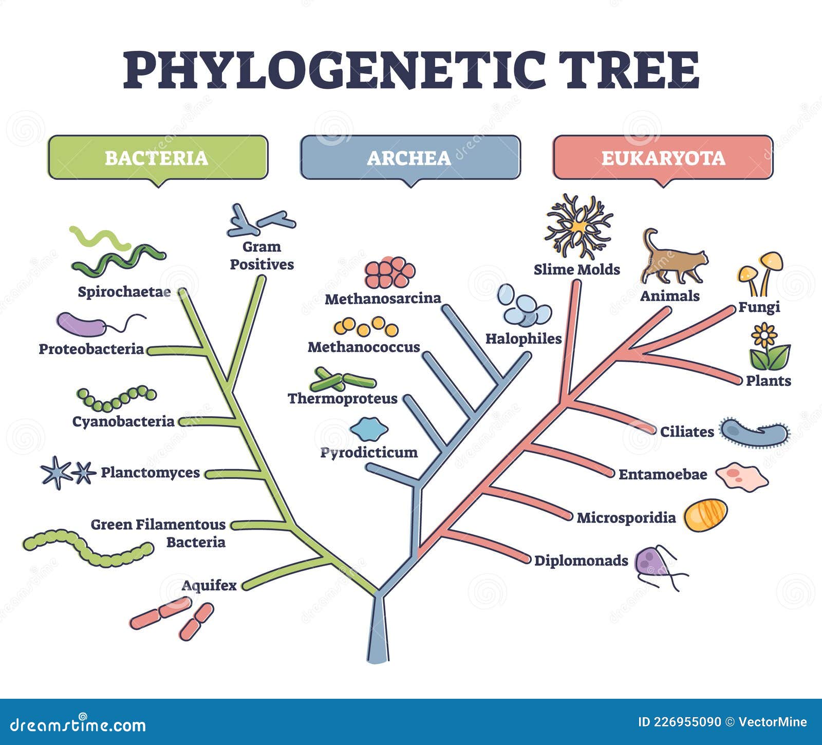 Phylogenetic Tree, Phylogeny or Evolutionary Classification Outline ... Phylogenetic Tree, Phylogeny or Evolutionary Classification Outline ...