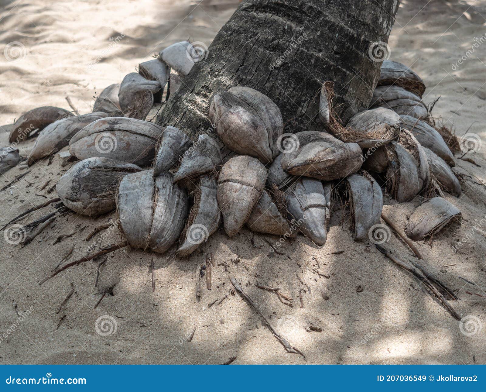 Phylum of Coconut Tree Decorated by Coconut Clusters Stock Image ...