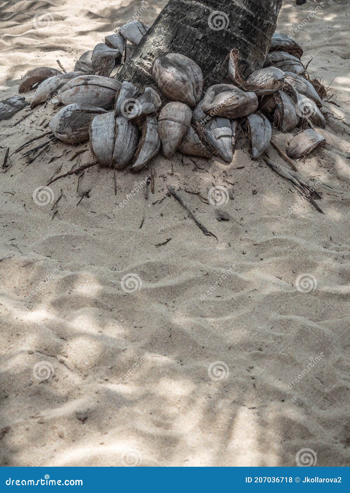Phylum of Coconut Tree Decorated by Coconut Clusters Stock Photo ...