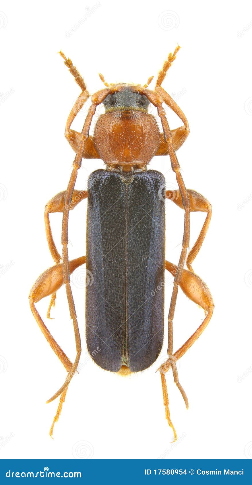 Phymatodes Stock Photos - Free & Royalty-Free Stock Photos from Dreamstime