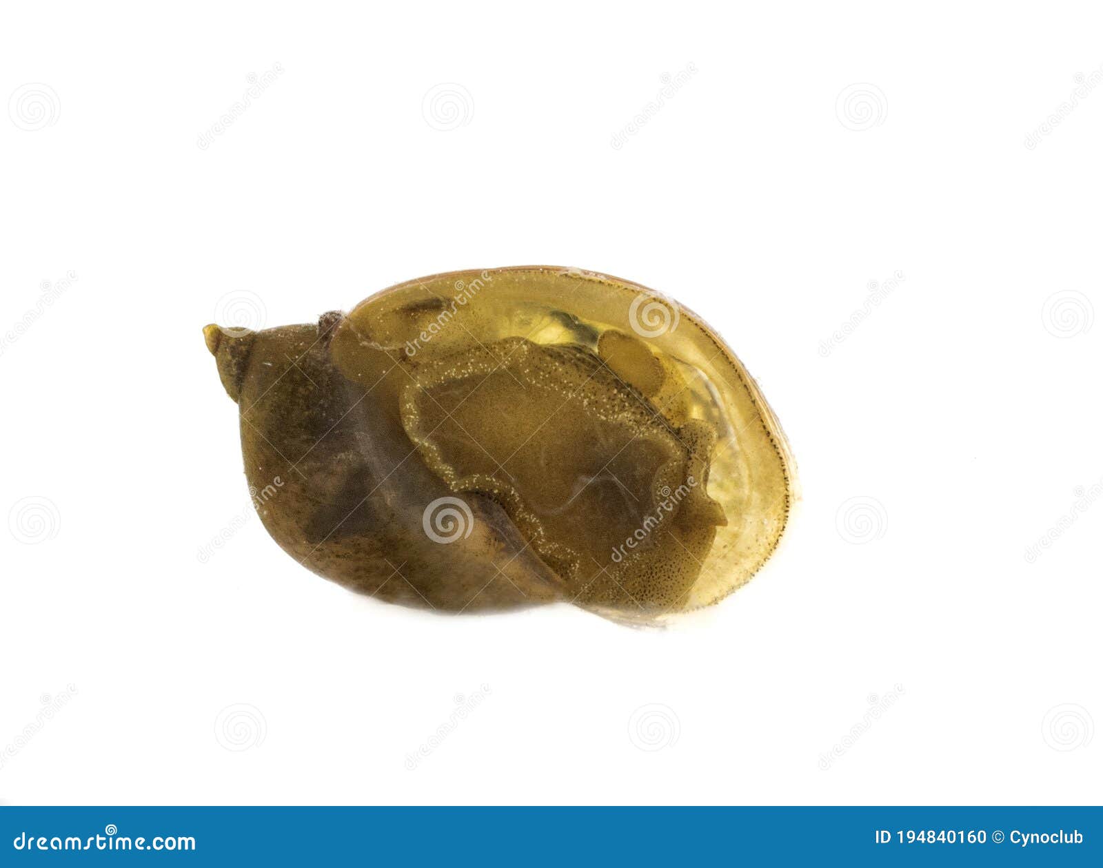 Physa Photos - Free & Royalty-Free Stock Photos from Dreamstime