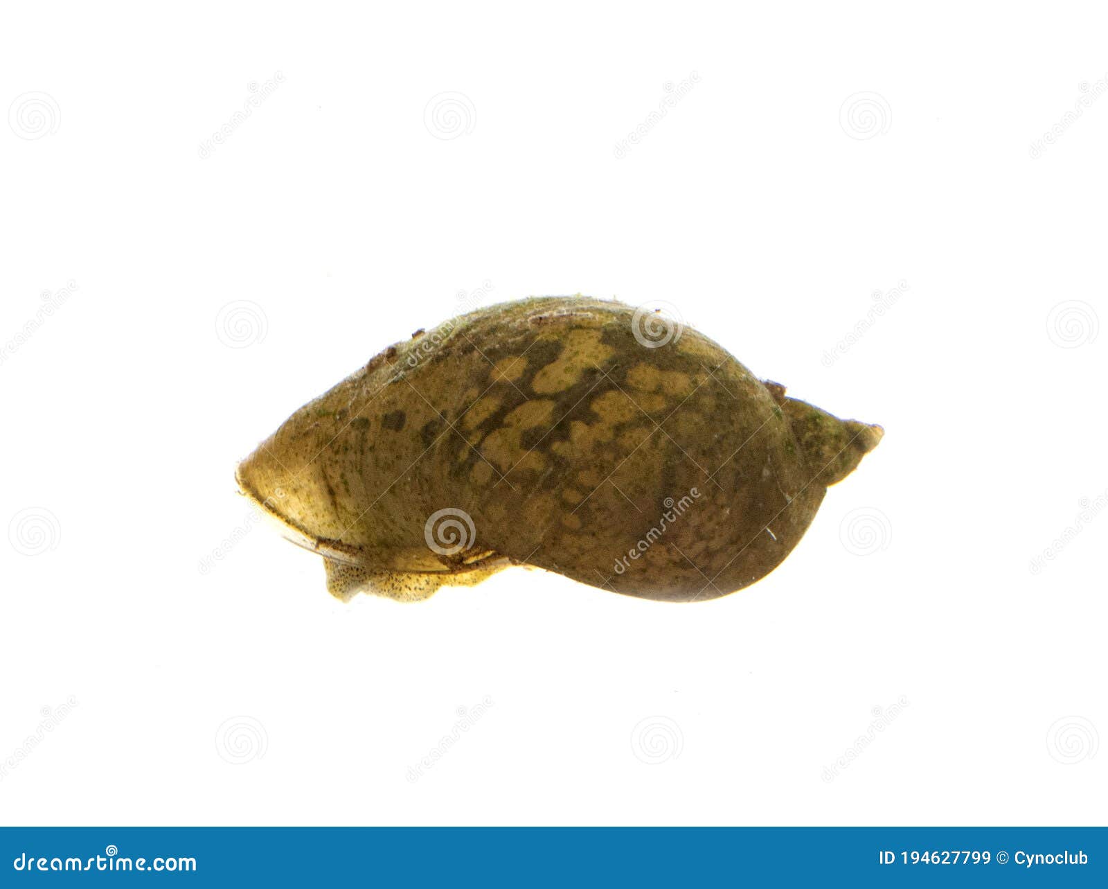 Physidae Snail, Bladder Snails, Family Of Air Breathing Freshwater ...