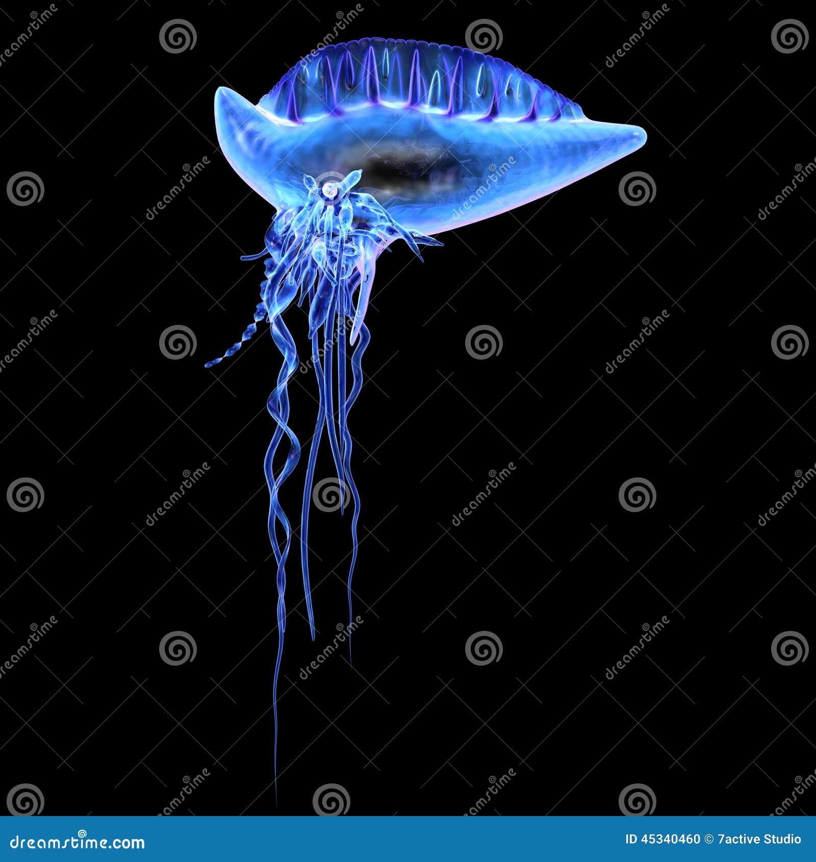 Physalia stock photo. Image of transparent, sand, ocean - 45340460