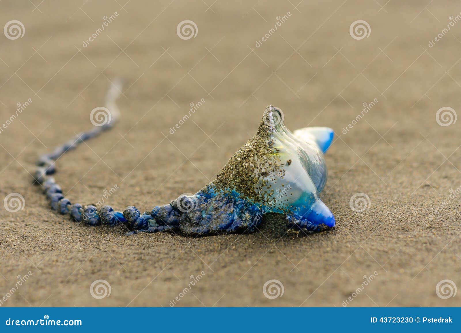 Physalia Physalis stock foto. Image of vastklemmen, vulkanisch - 43723230