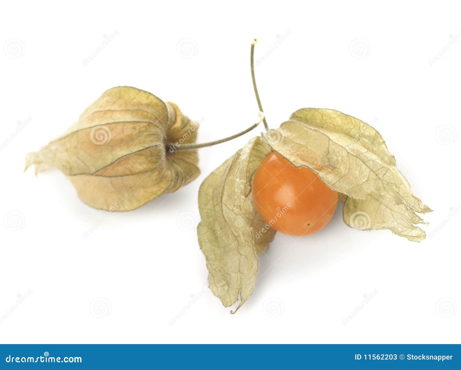 Physalis stock image. Image of fruits, husk, physalis - 11562203