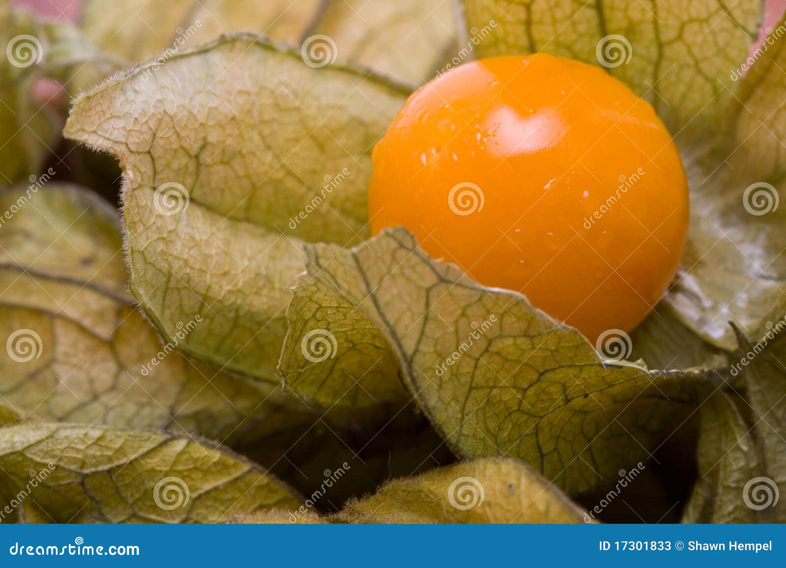 Physalis stock image. Image of healthy, physalis, groundcherry - 17301833