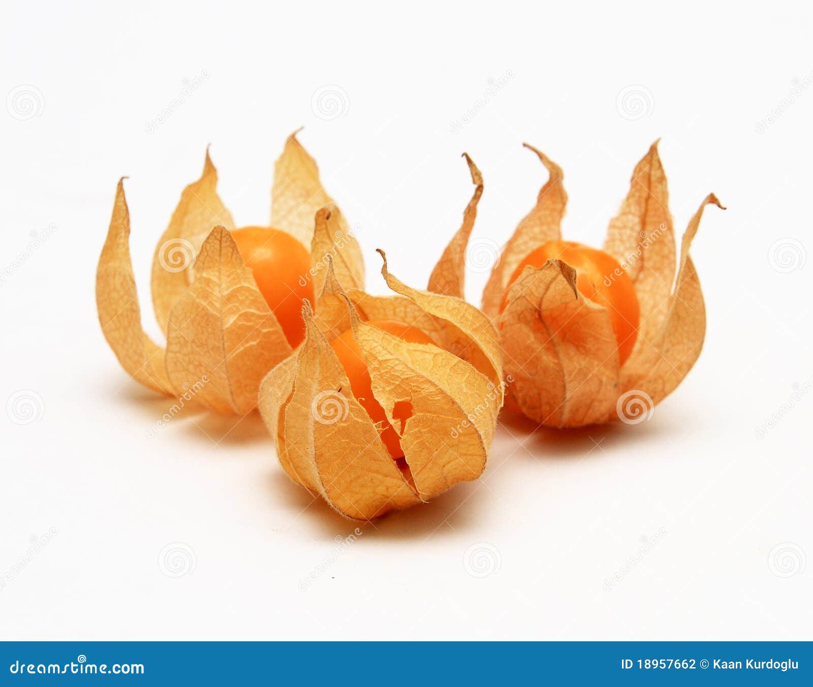 Physalis Stock Photo | CartoonDealer.com #39542304