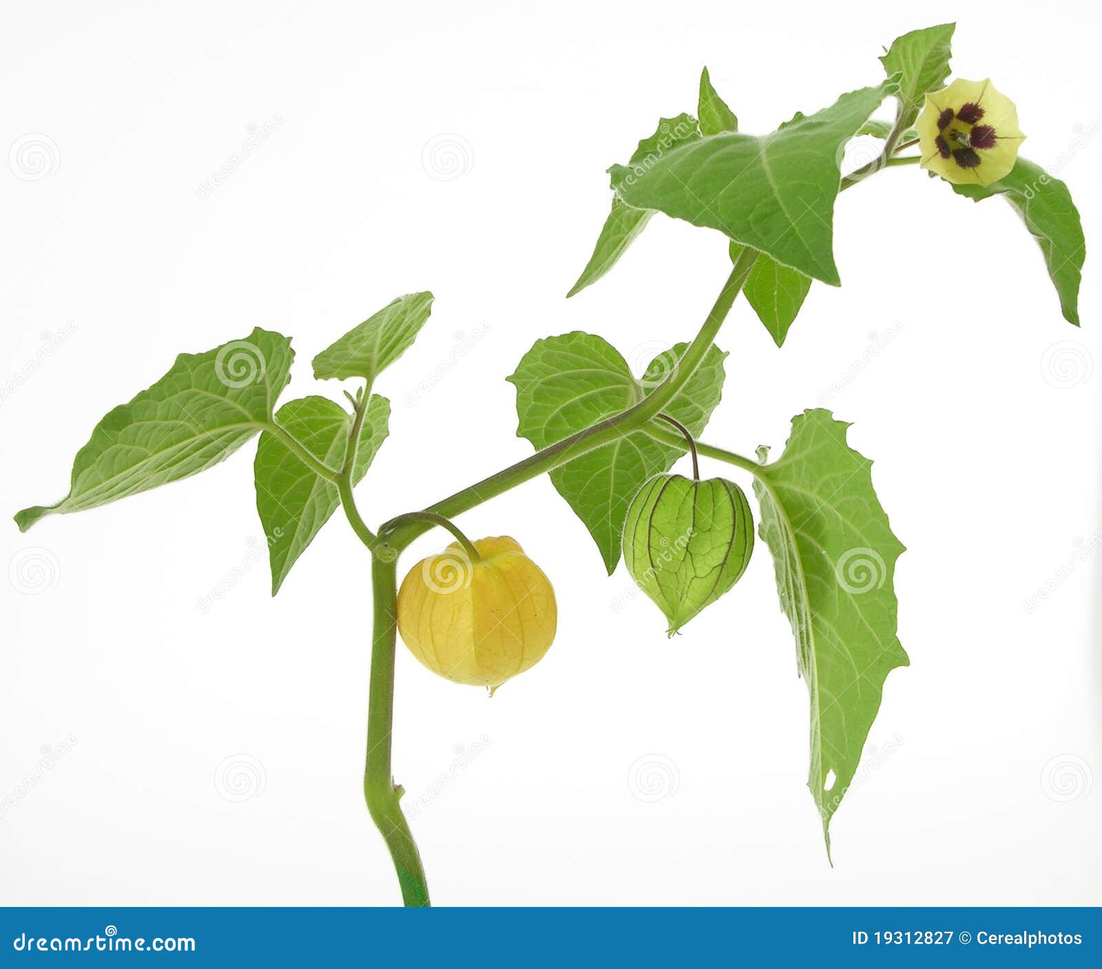 Physalis stock image. Image of unripe, flower, berries - 19312827
