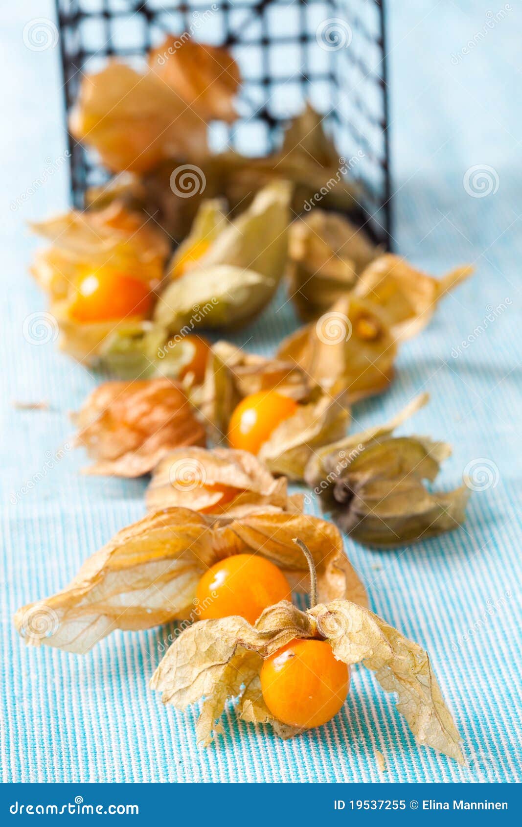 Physalis stock image. Image of nature, small, fruit, dessert - 19537255
