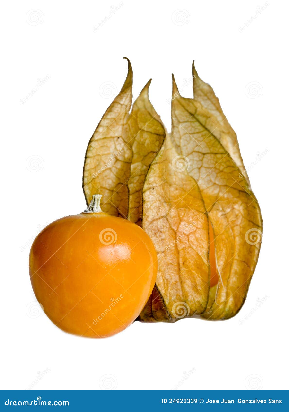 Physalis stock image. Image of physalis, yellow, berry - 24923339