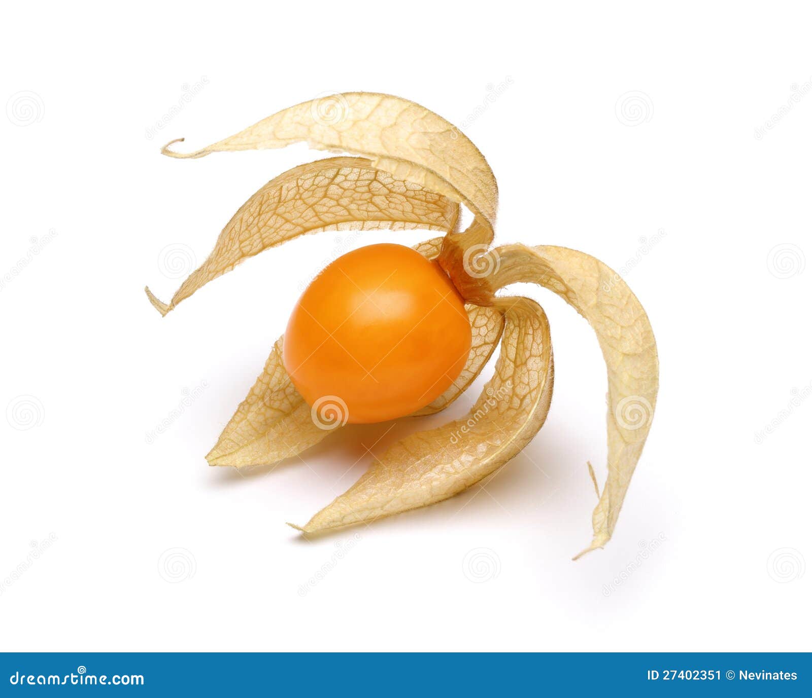 Physalis Stock Photo | CartoonDealer.com #39542304