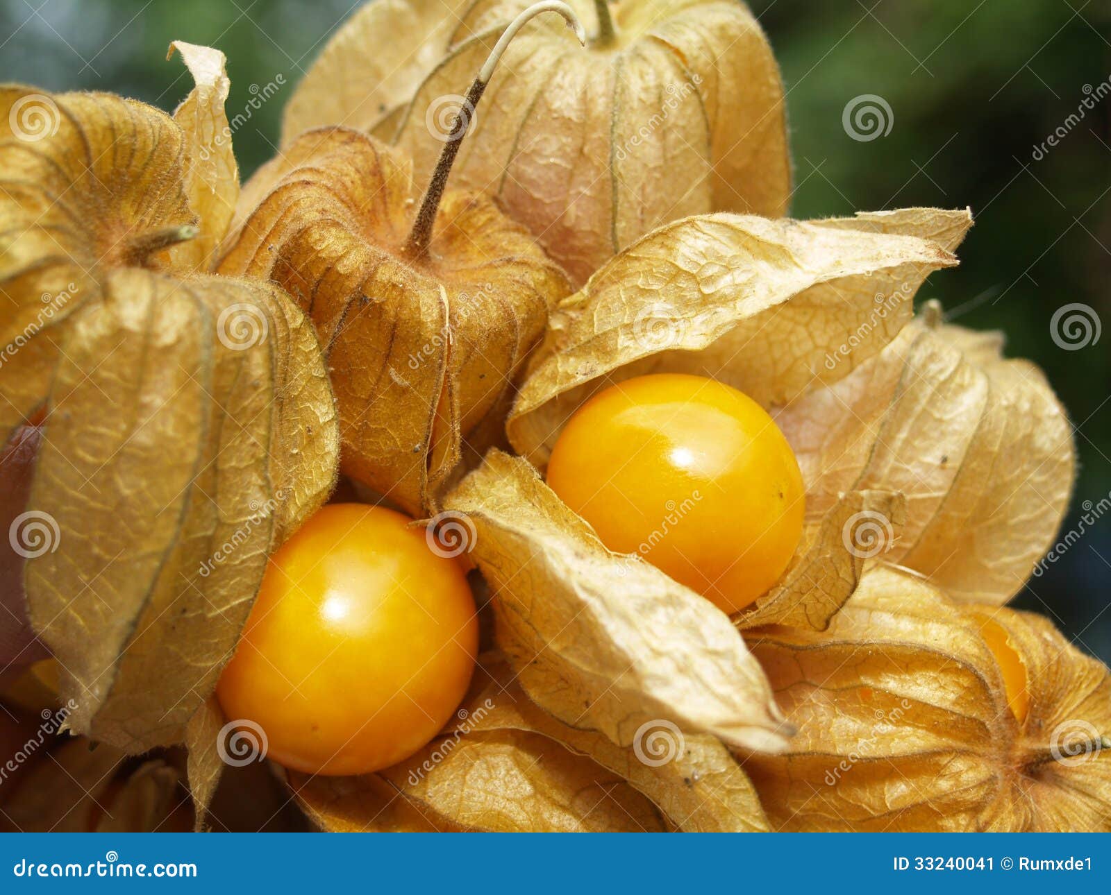 Physalis imagen de archivo. Imagen de colombia, crudo - 33240041