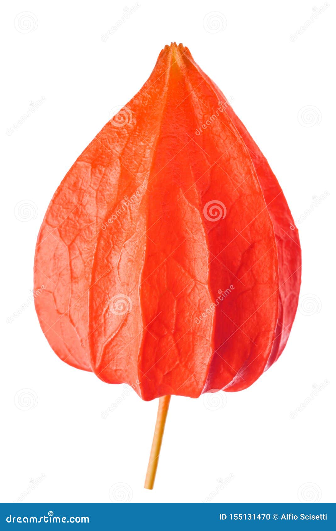 Physalis alkekengi stock photo. Image of physalis, nature - 155131470