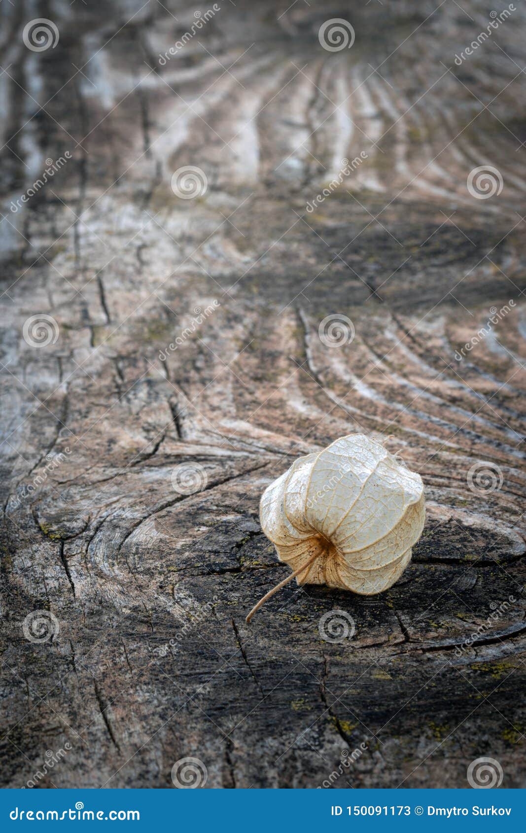 Physalis Alkekengi Fruit Husk Stock Image - Image of orange ...
