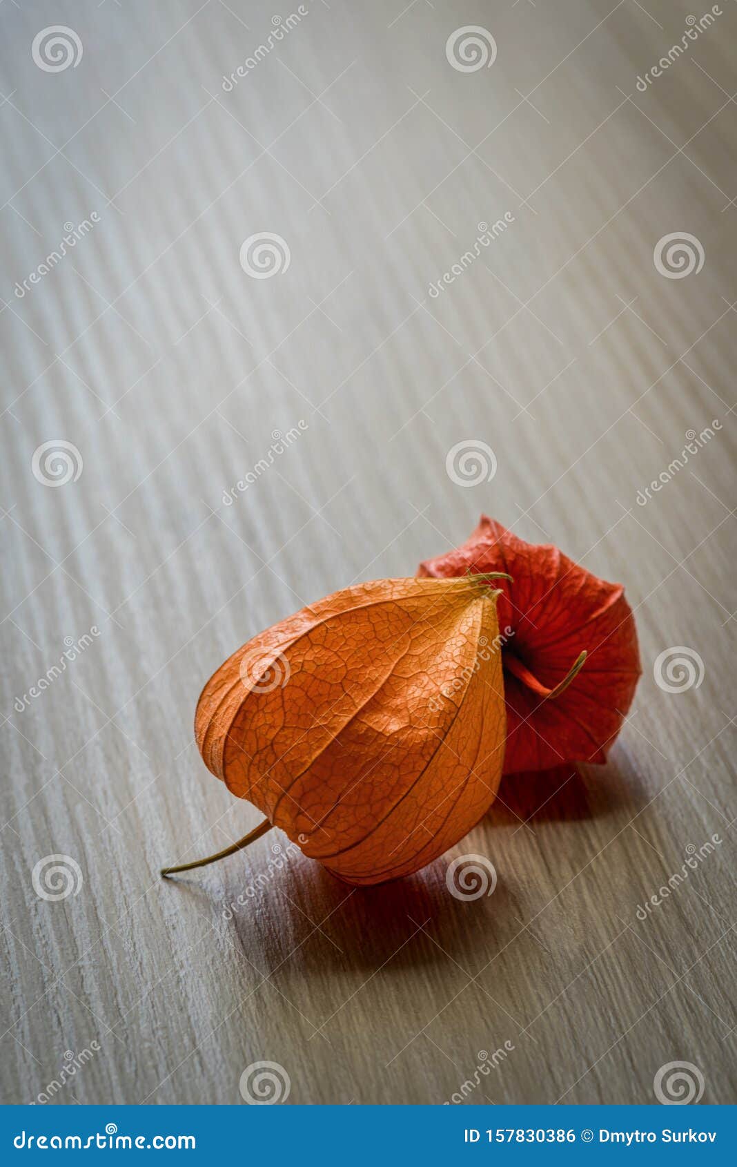 Physalis Alkekengi Fruit Husks Stock Photo - Image of groundcherry ...