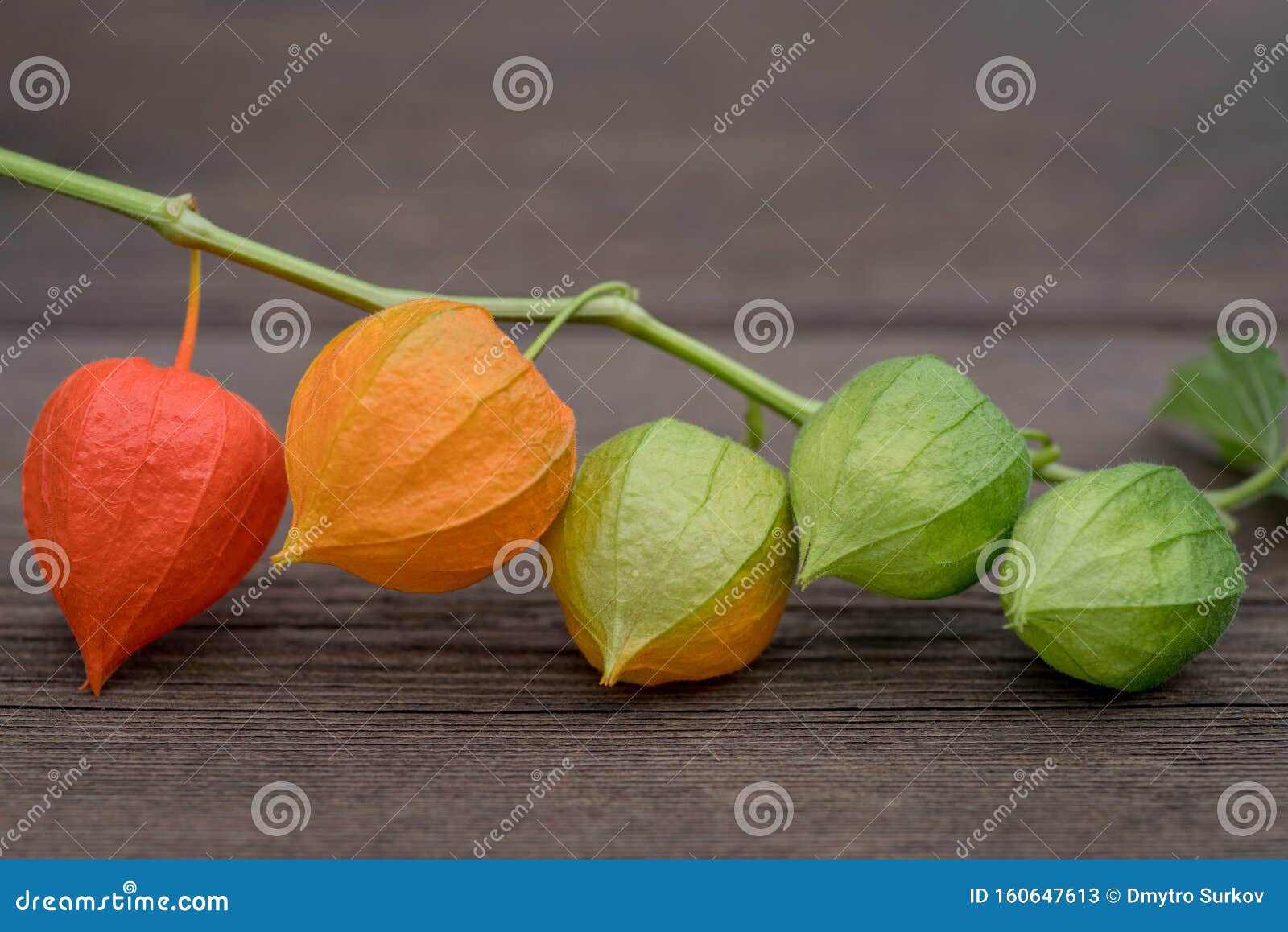 Physalis Alkekengi Fruit Husks Stock Image - Image of fruit, autumn ...
