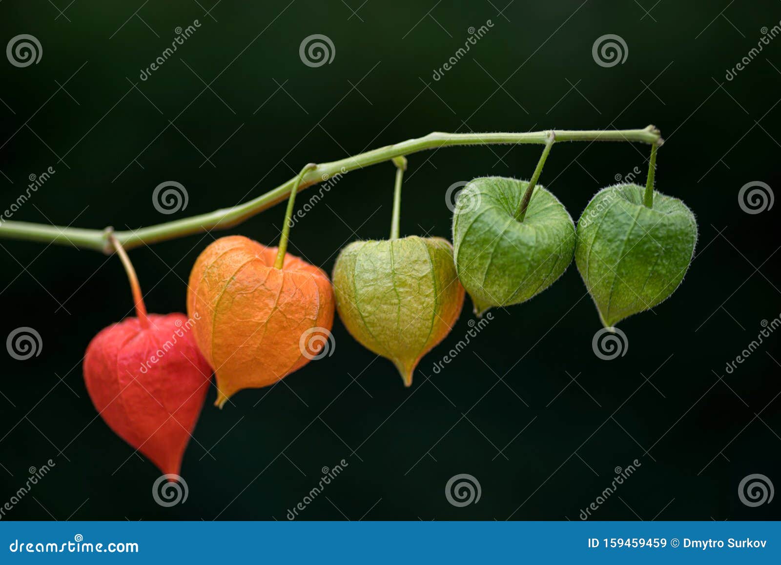Physalis Alkekengi Fruit Husks Stock Image - Image of physalis, crop ...