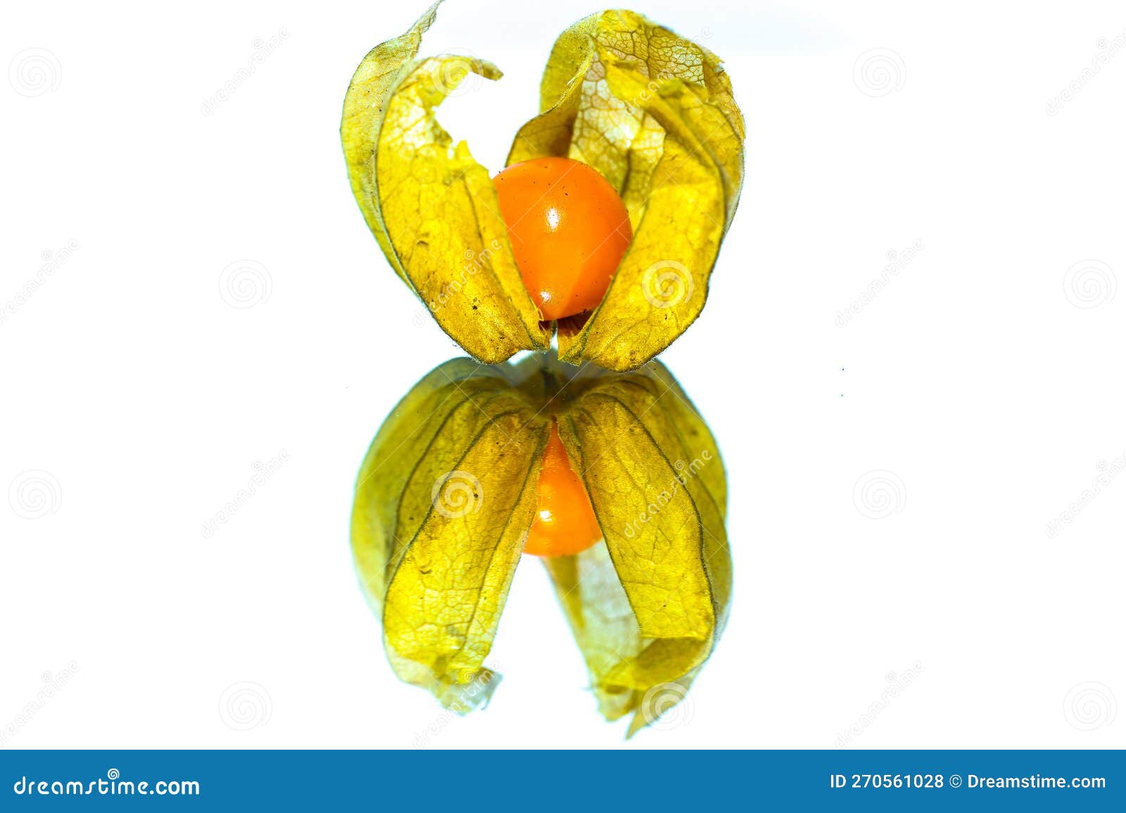 Physalis Alone on White Background, Abstract. Fruit Stock Photo - Image ...