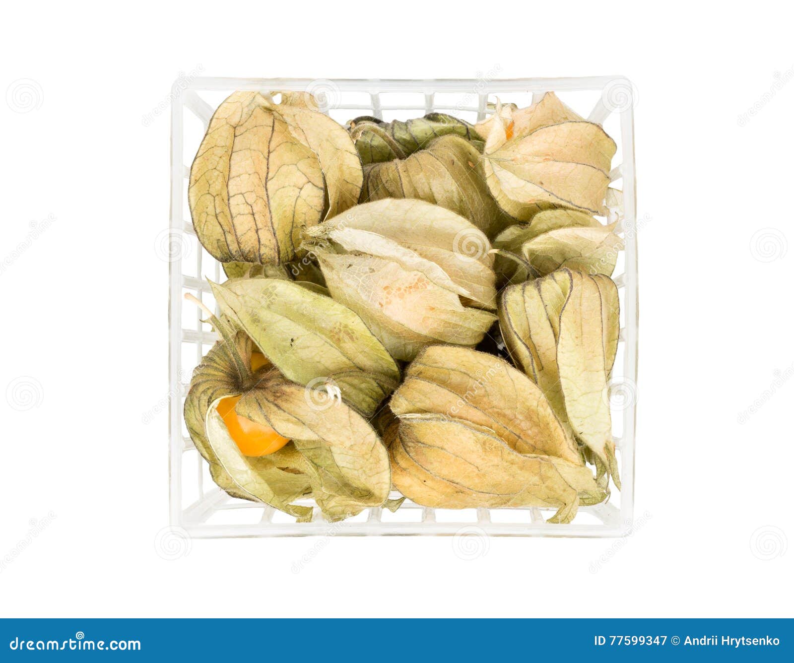 Physalis Berries in a Container Stock Image - Image of color, green ...