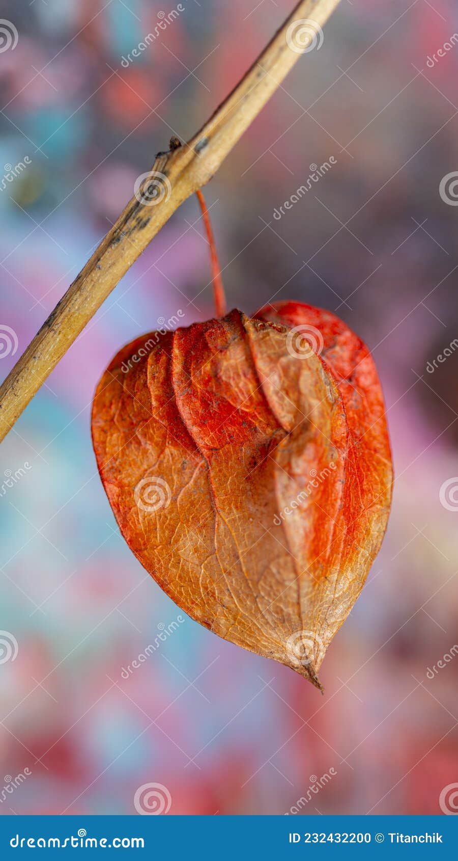 Physalis. Bladder Cherry- .exotic Fruit Stock Photo - Image of diet ...