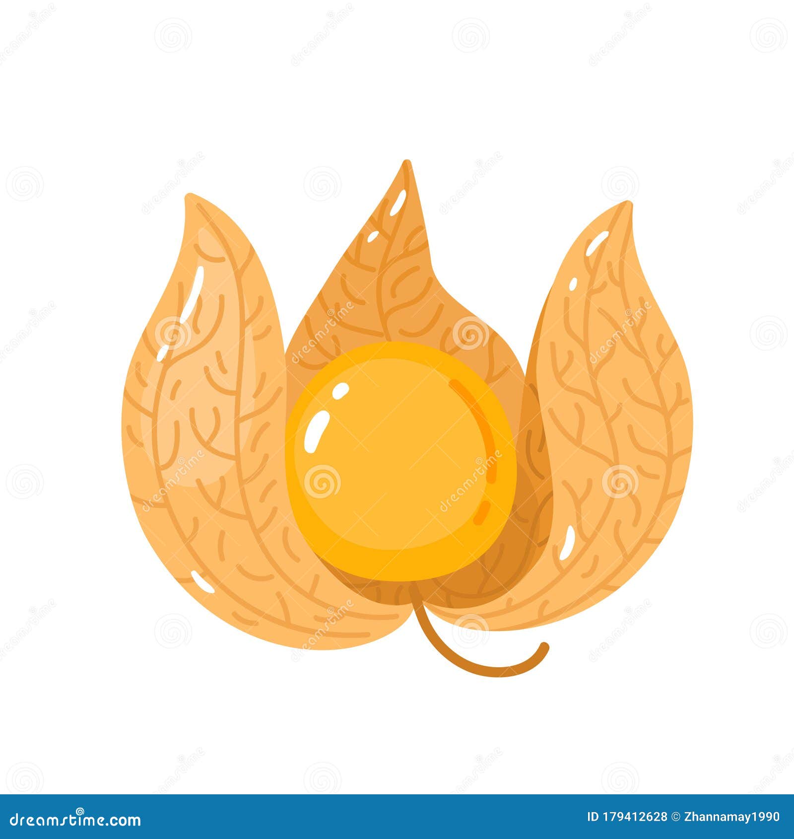 Cute Vector Physalis Isolated Illustration. Stock Vector - Illustration ...