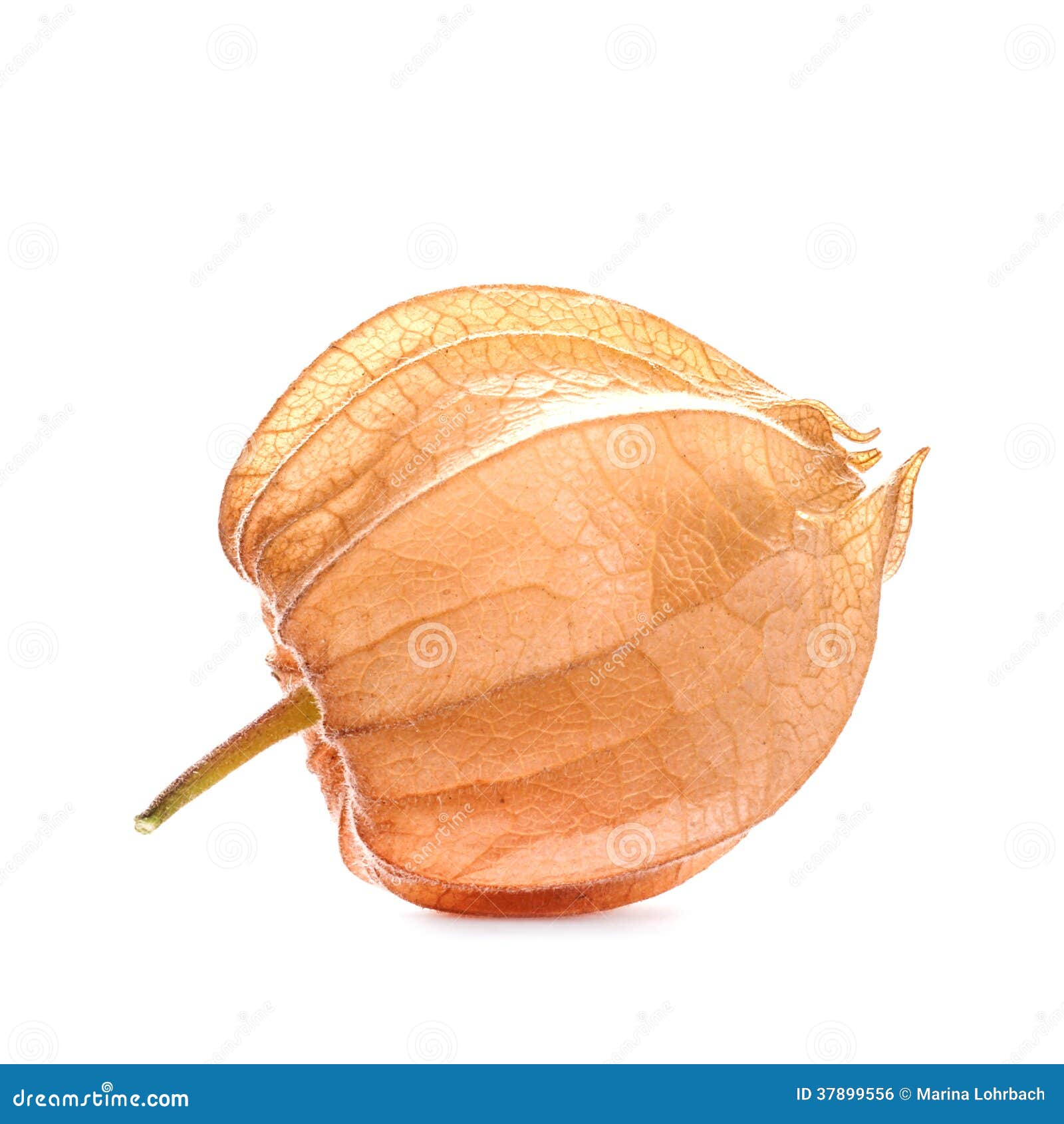 Physalis, fresh fruit stock photo. Image of nature, peruviana - 37899556