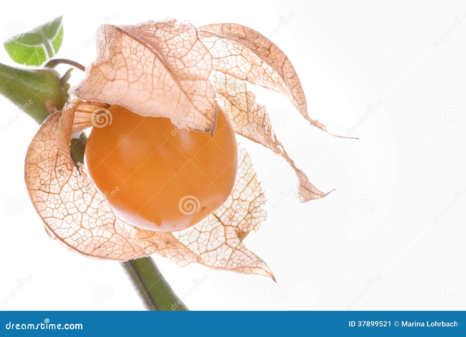 Physalis, Frische Frucht in Der Anlage Stockbild - Bild von braun ...