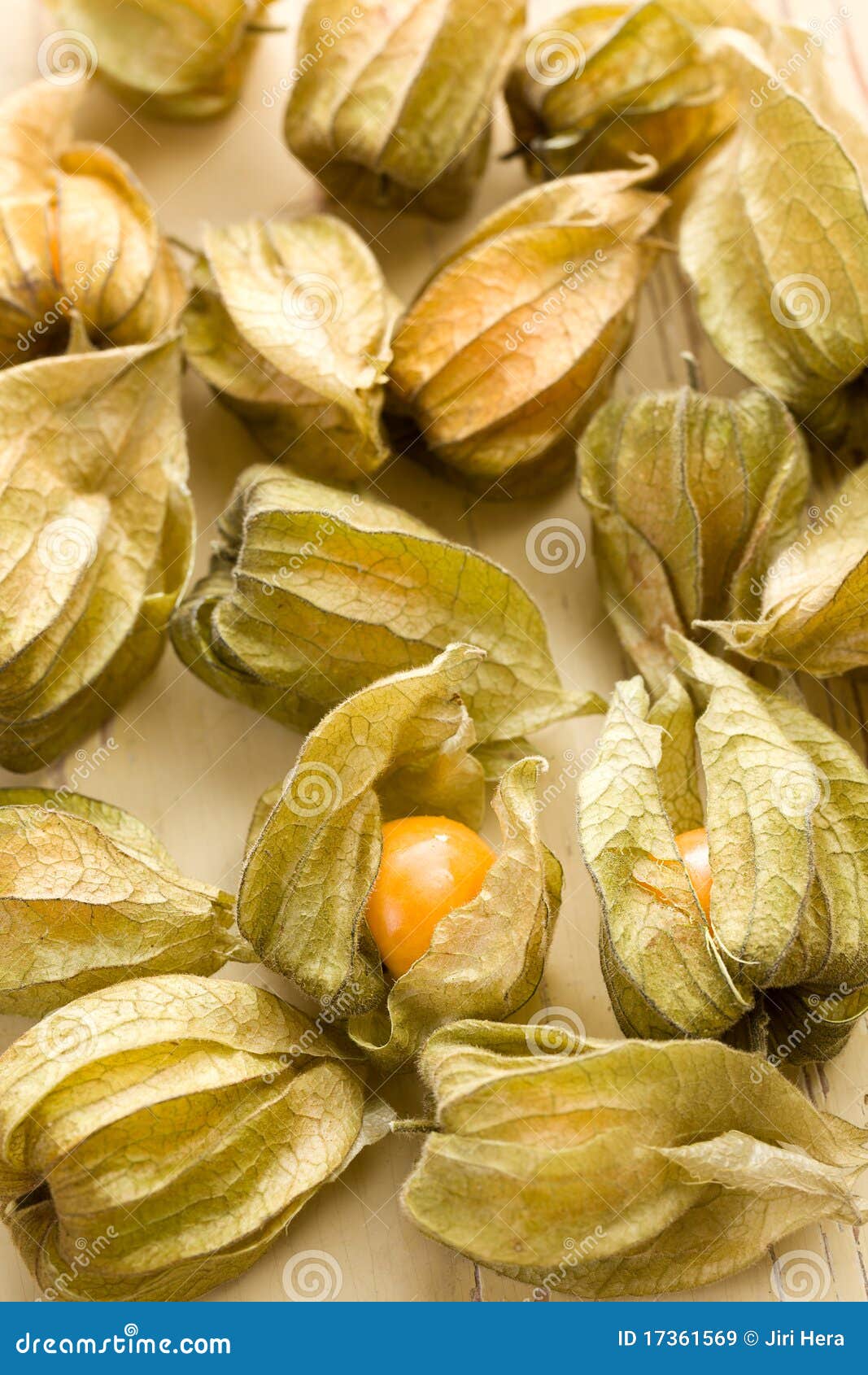 Physalis fruit stock image. Image of nature, perennial - 17361569
