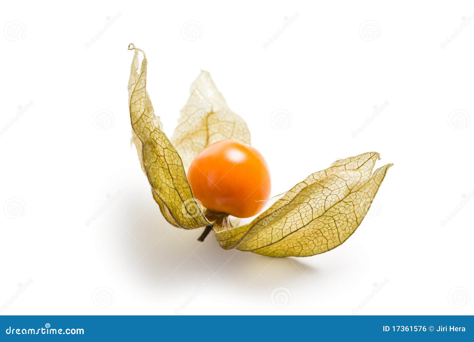 Physalis Fruit (Physalis Peruviana) Also Called Cape Gooseberry, Uchuva ...