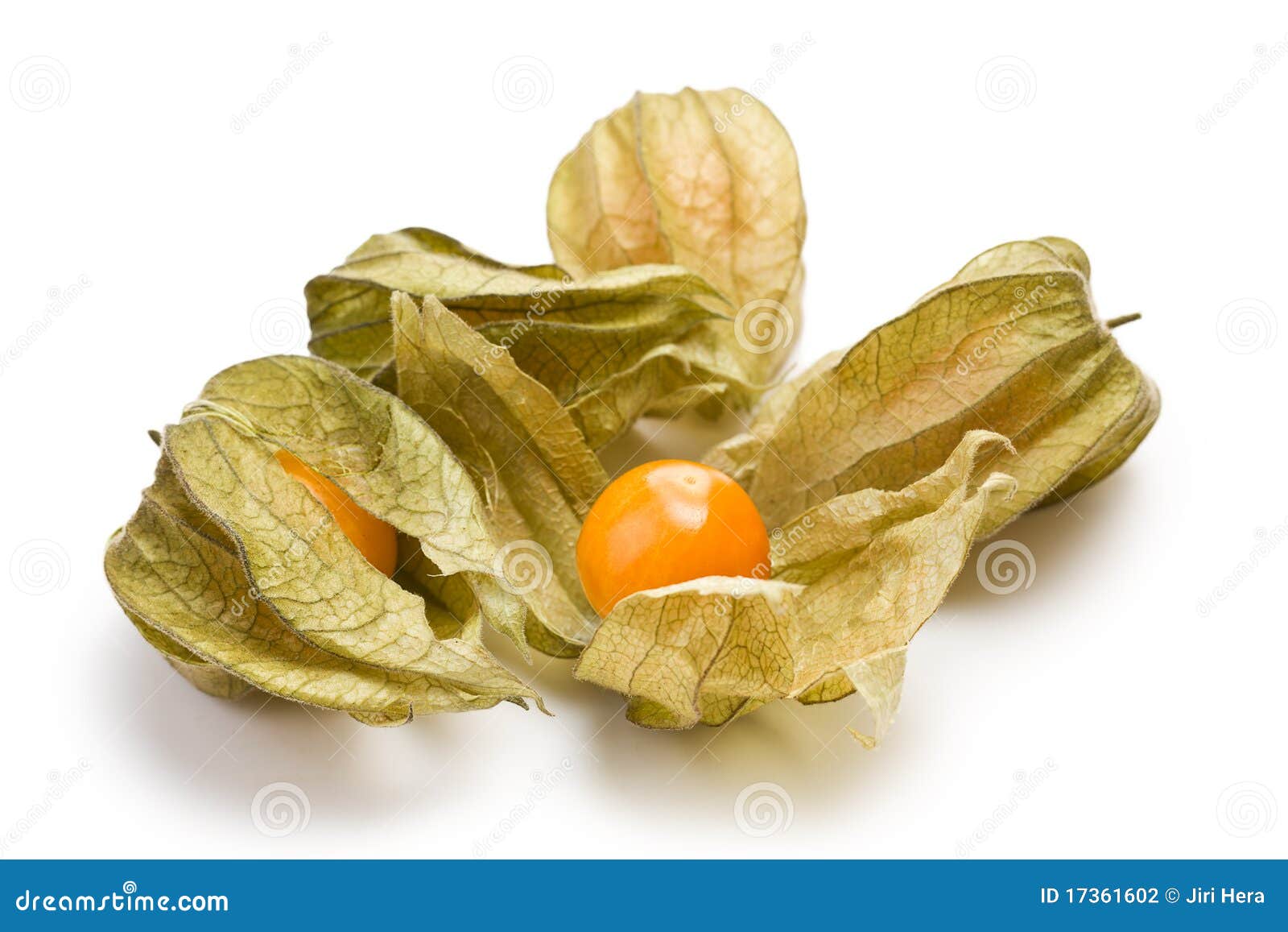 Physalis Fruit (Physalis Peruviana) Also Called Cape Gooseberry, Uchuva ...