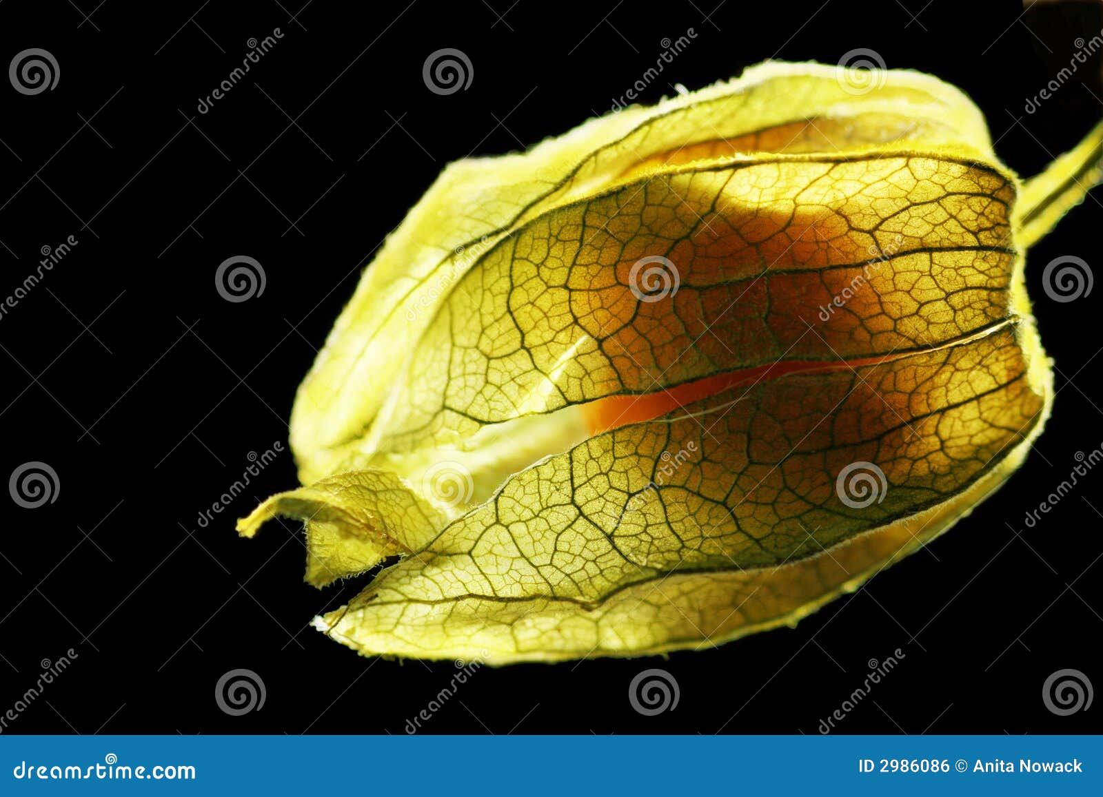 Physalis fruit stock photo. Image of calyx, botanic, portrait - 2986086