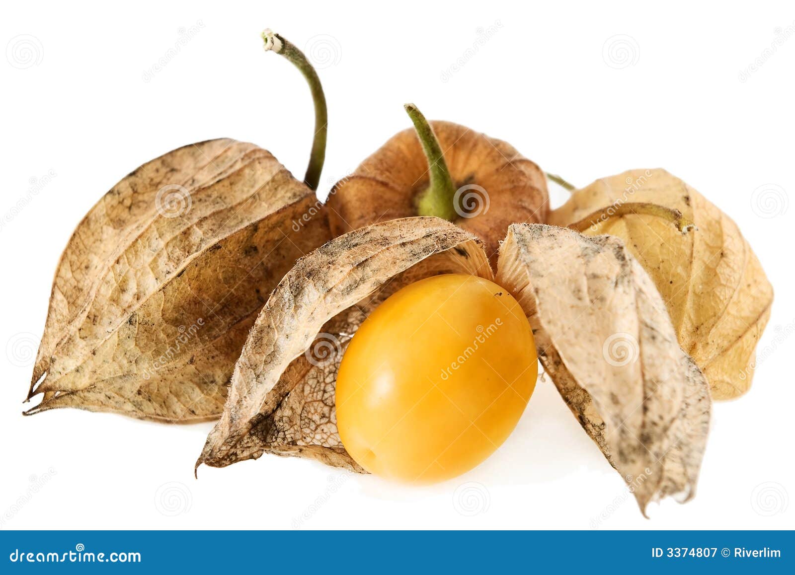 Physalis Fruit (Physalis Peruviana) Also Called Cape Gooseberry, Uchuva ...