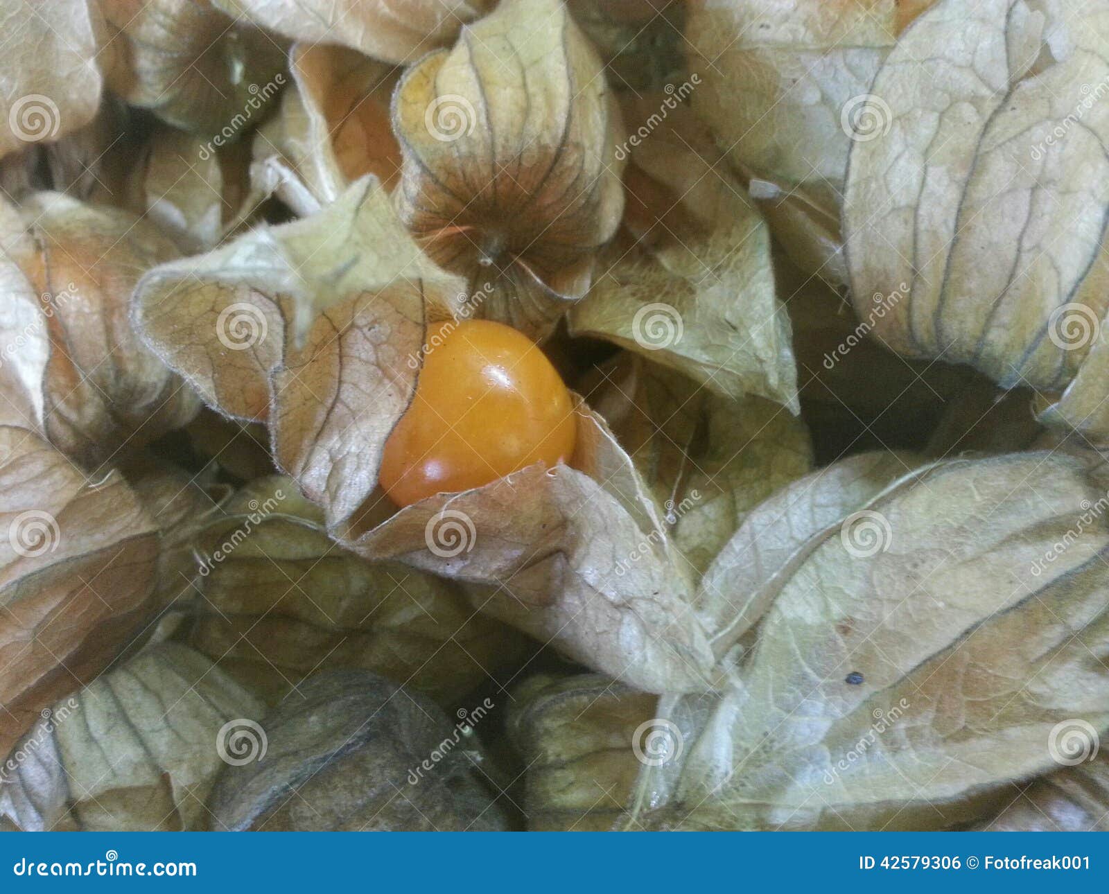 Physalis stock photo. Image of fruits, recipes, food - 42579306