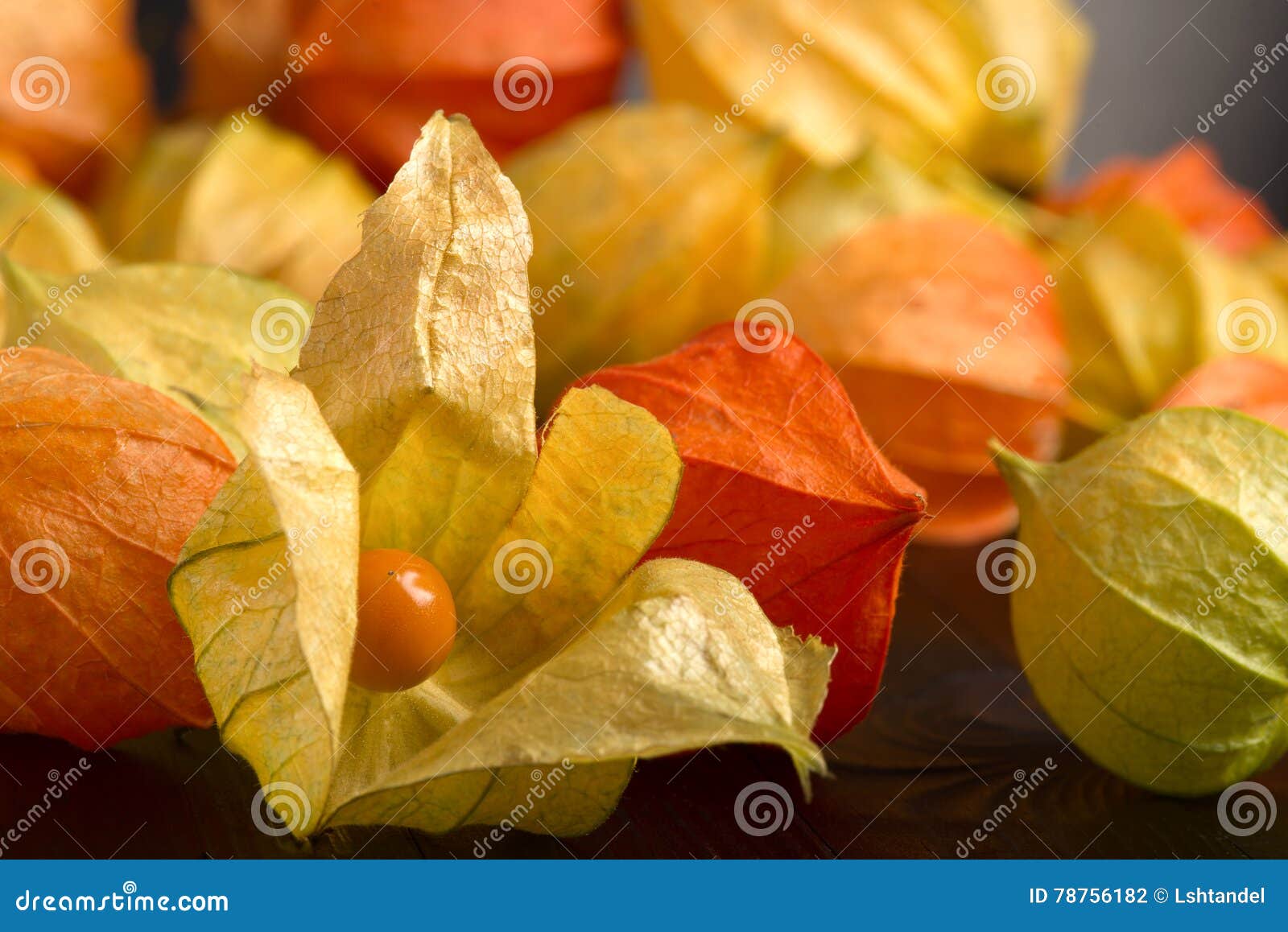 Physalis - fruit with husk stock photo. Image of yellow - 78756182