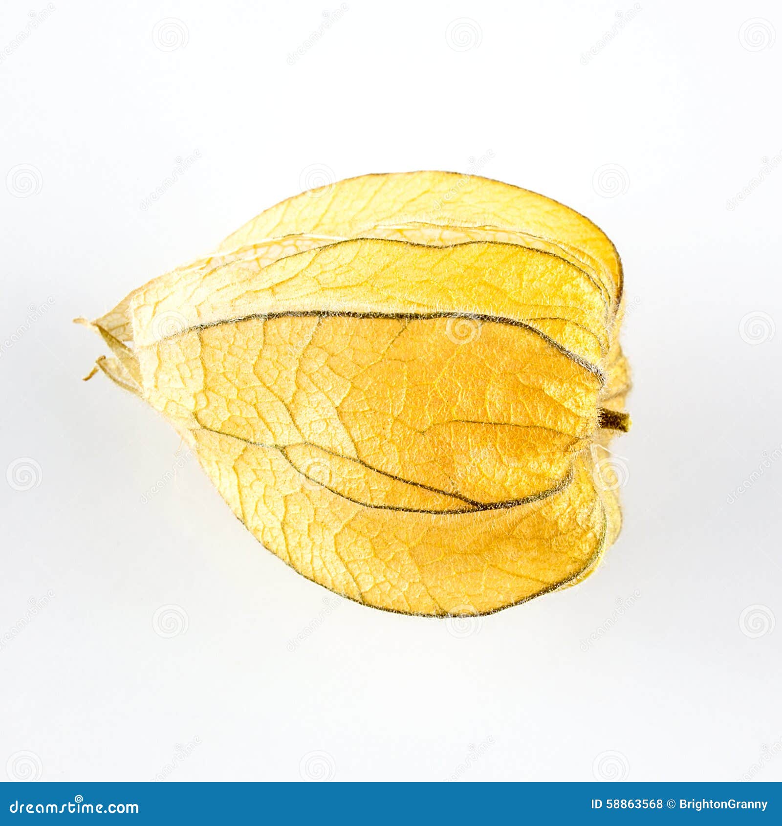 Physalis fruit husk stock photo. Image of veins, ingredient - 58863568