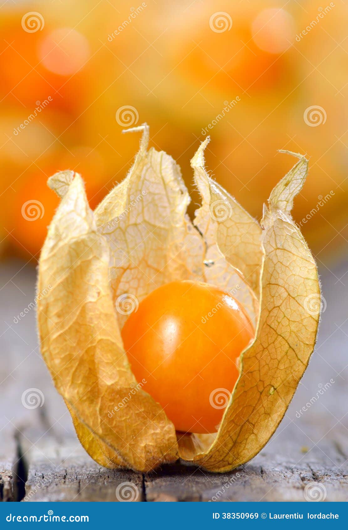 Physalis fruit stock image. Image of berry, ground, husk - 38350969