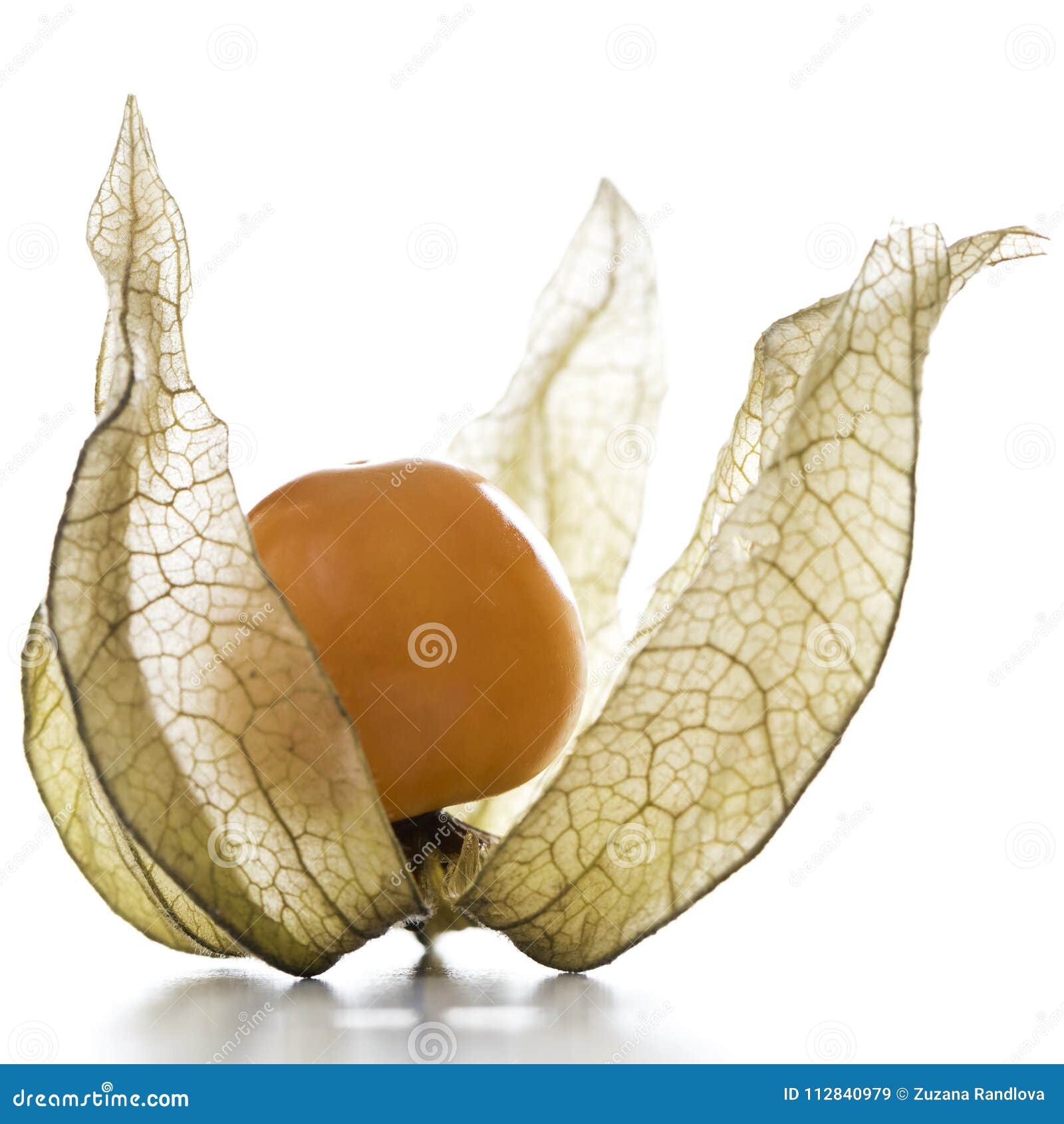 Physalis, Fruit with Papery Husk Stock Image - Image of object ...