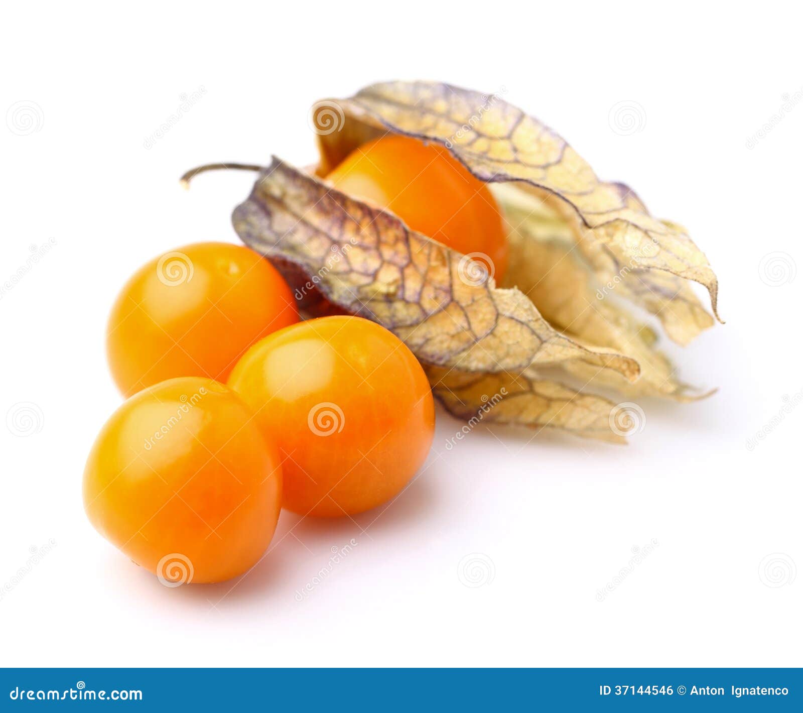 Physalis Fruit (Physalis Peruviana) Also Called Cape Gooseberry, Uchuva ...
