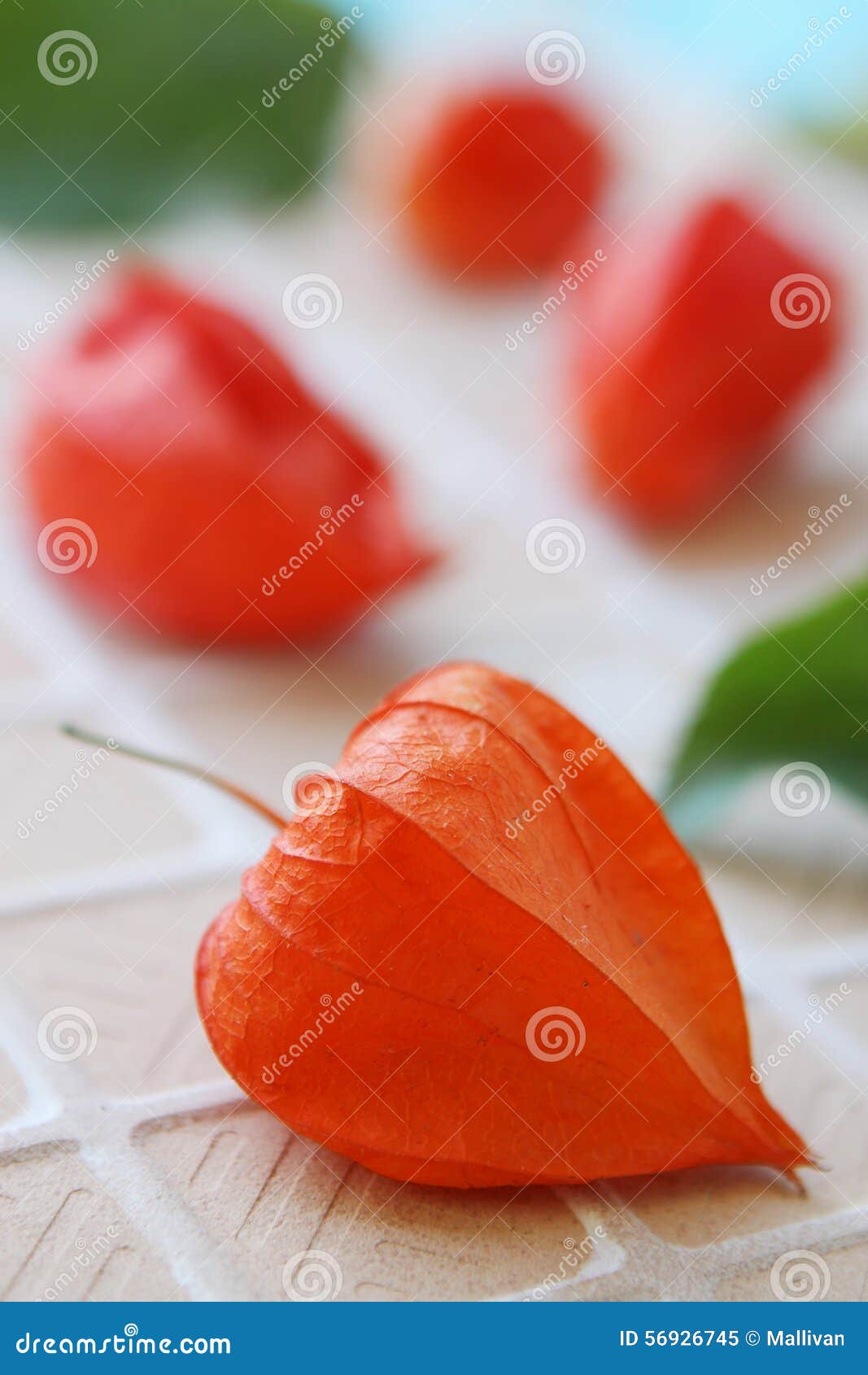 Physalis of the Genus Solanaceae Stock Image - Image of gooseberry ...