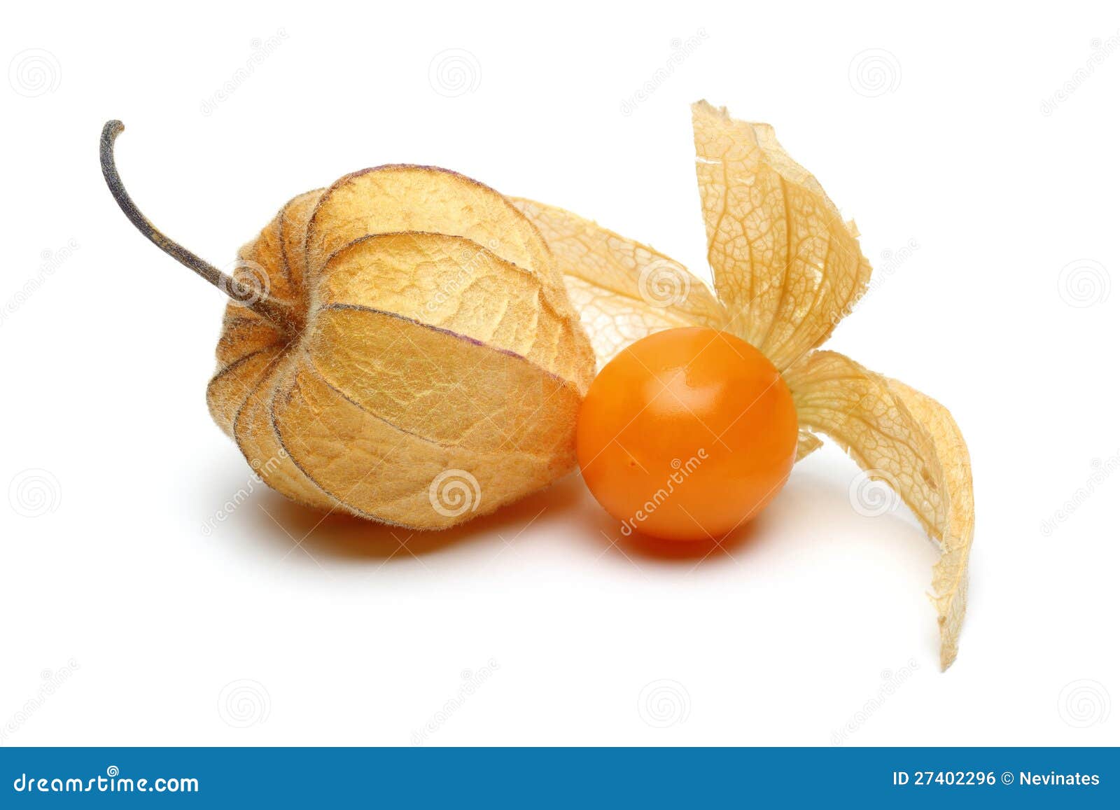 Physalis Stock Photo | CartoonDealer.com #39542304