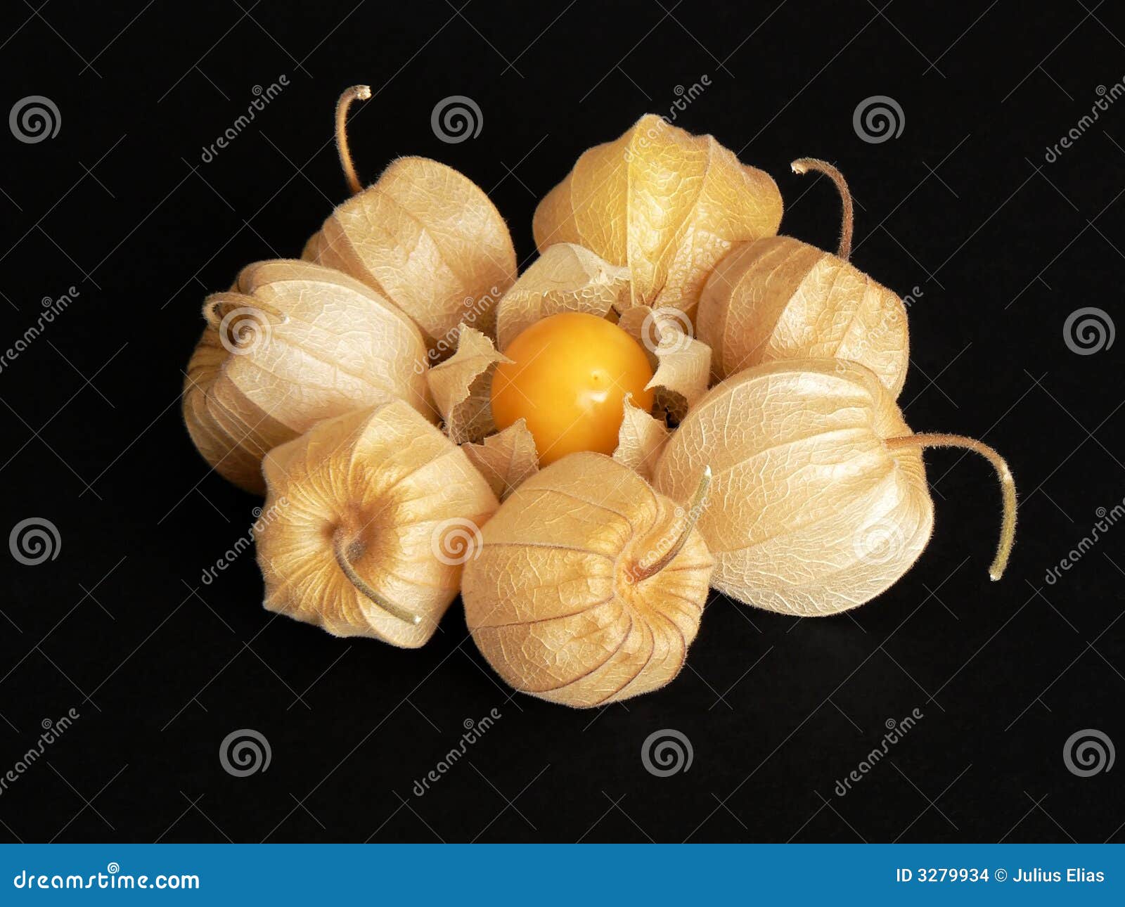 Physalis with husks stock photo. Image of open, casing - 3279934