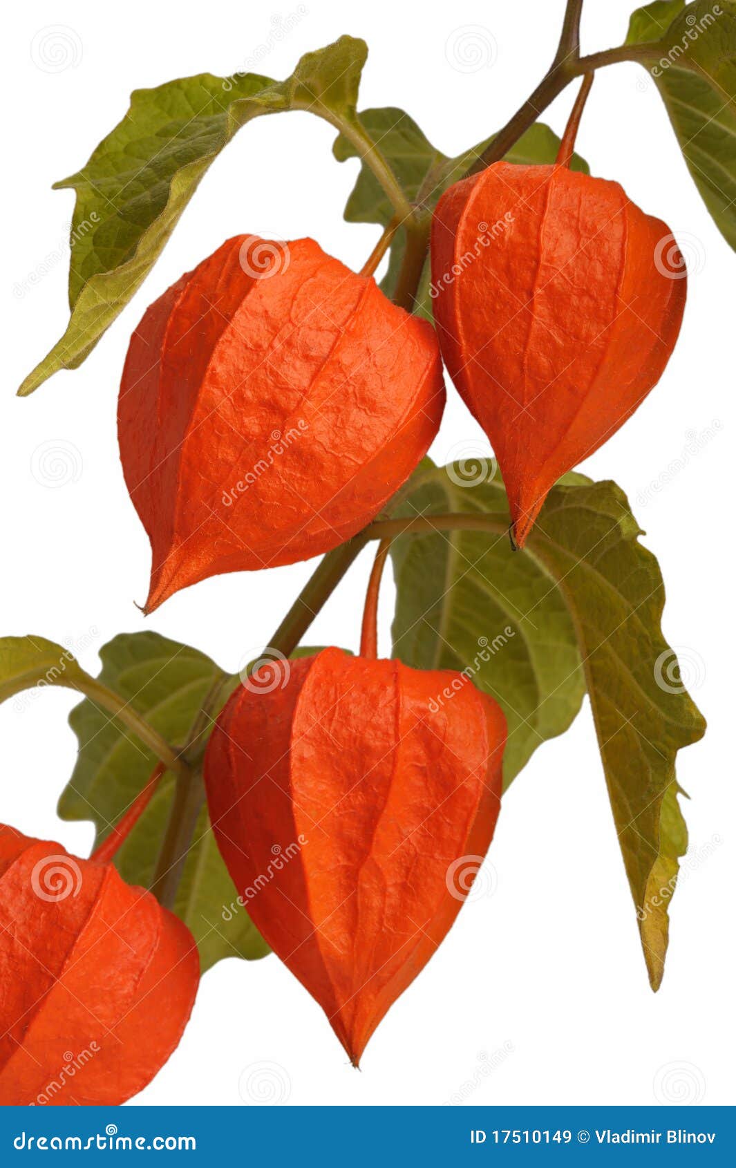 Physalis, isolated stock image. Image of physalis, ornate - 17510149