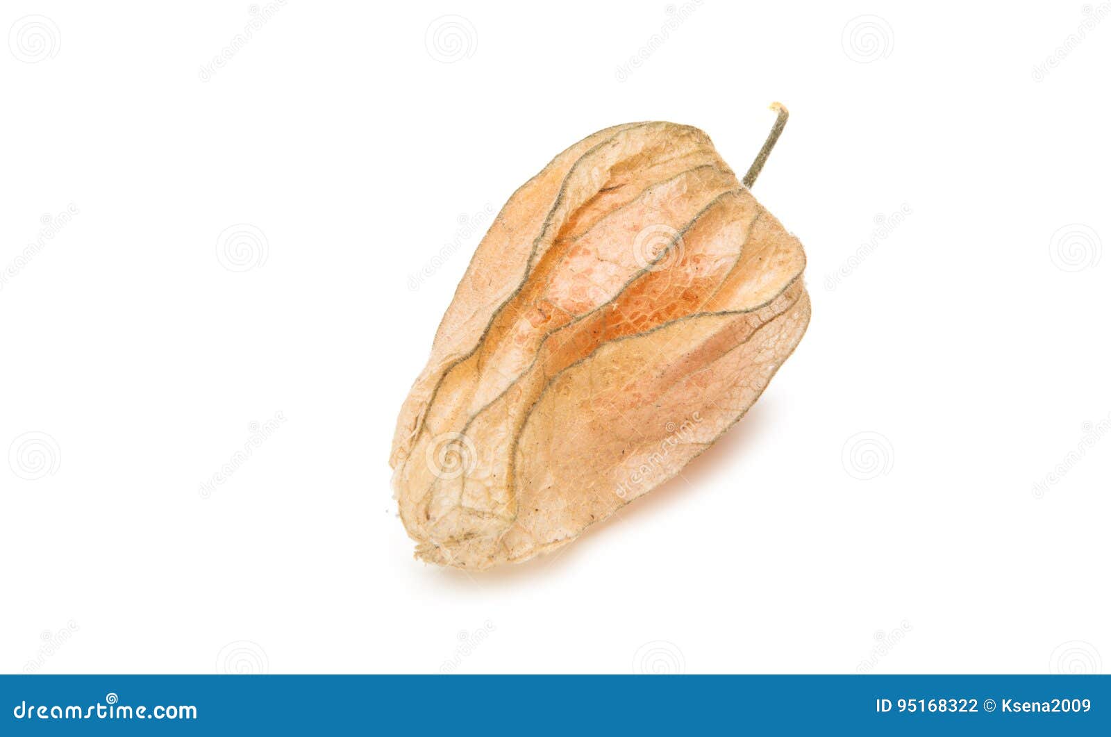 Physalis isolated stock photo. Image of husk, groundcherry - 95168322