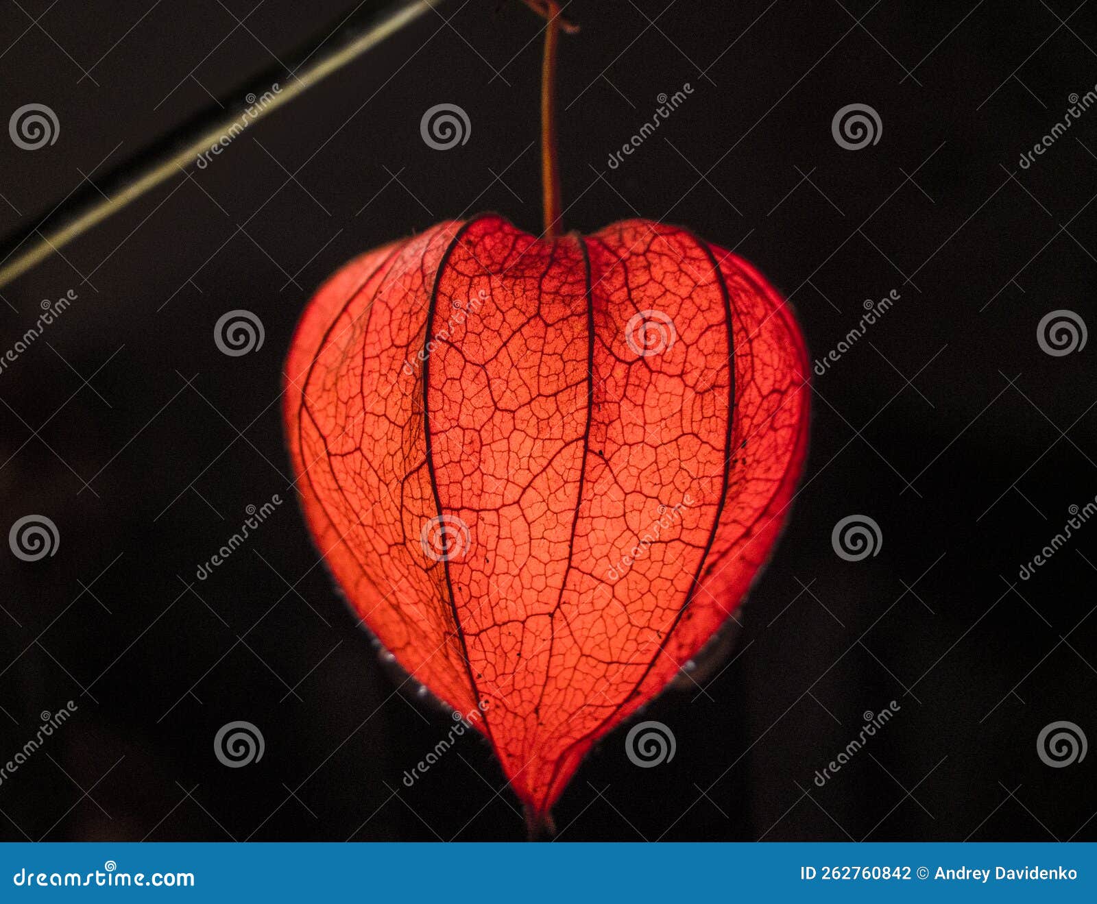 Physalis is the Largest Genus of Plants in the Solanaceae Family Stock ...