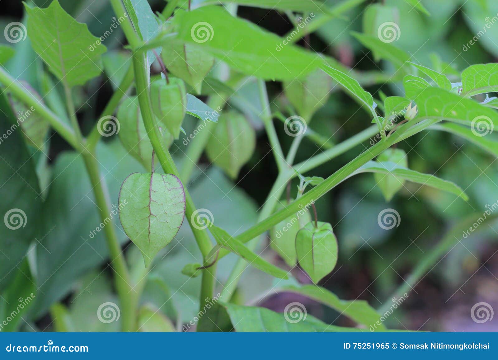 Physalis Minima Tree, Hogweed, Ground Cherry on Tree. (Scientific Name ...