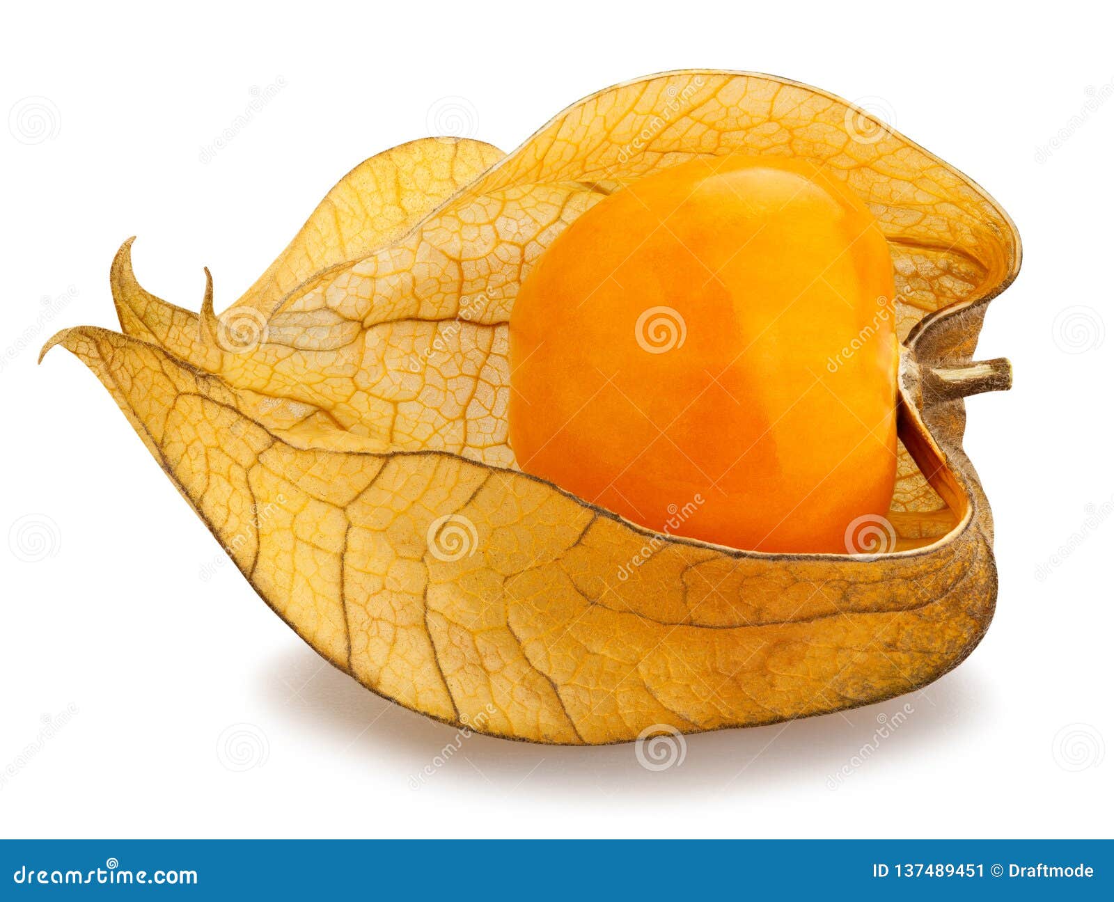 Physalis stock image. Image of isolated, color, fresh - 137489451