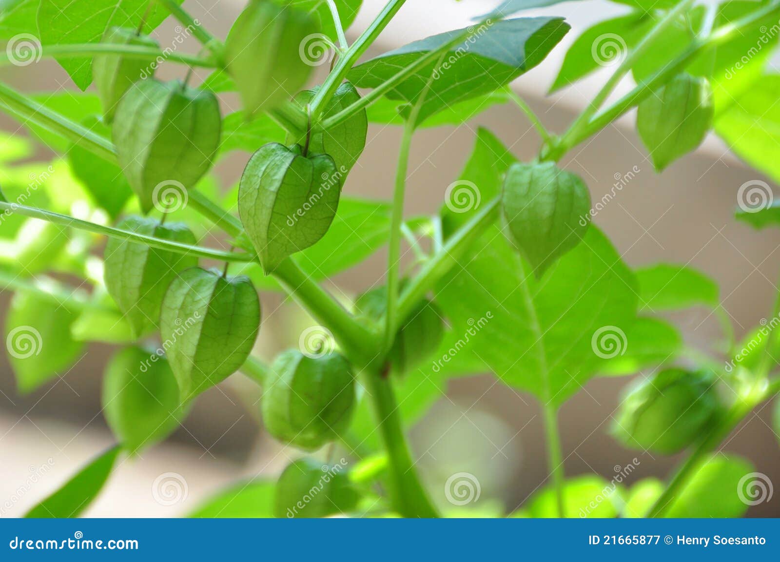 Physalis peruviana Cherry stock image. Image of gooseberry - 21665877