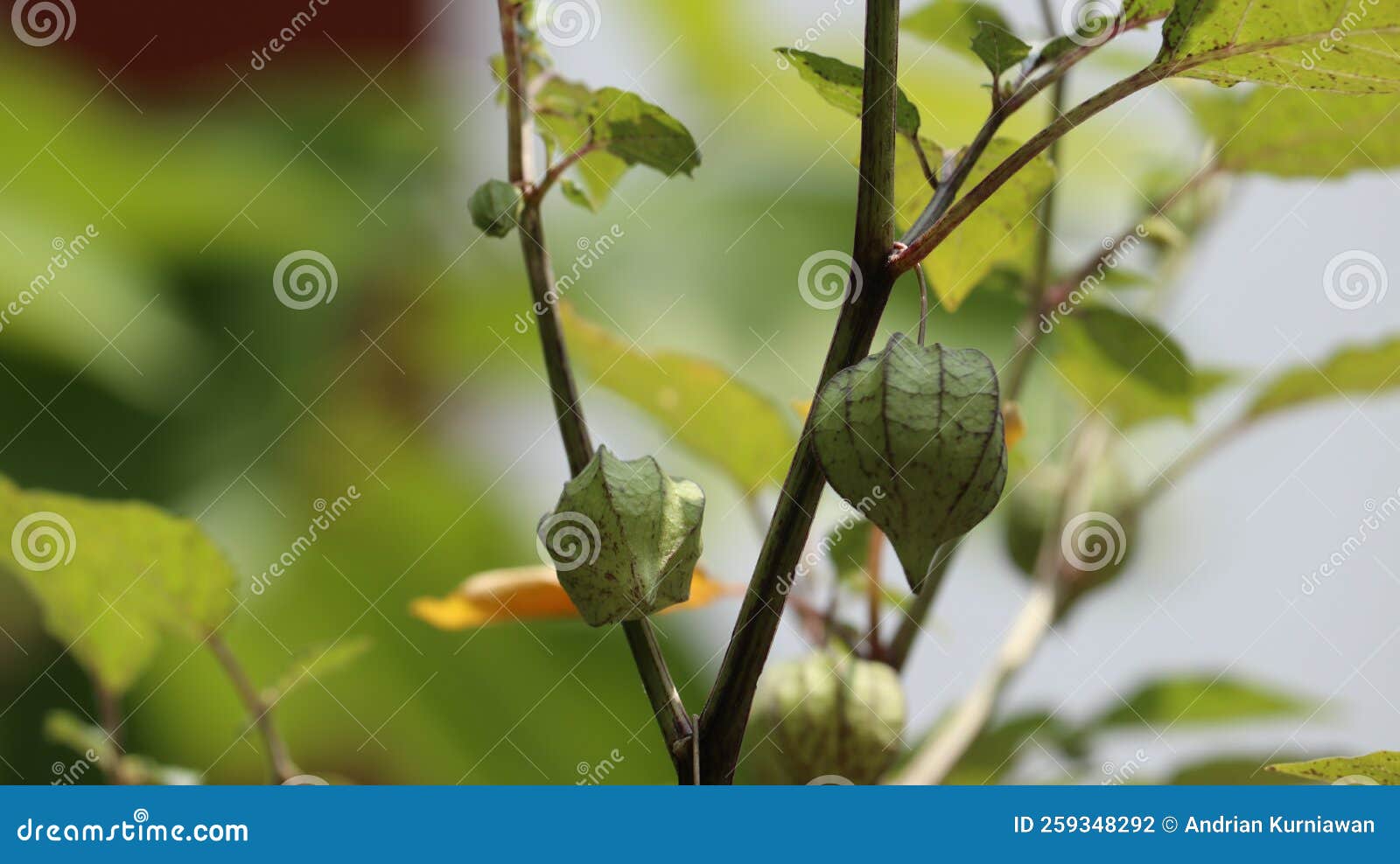 Physalis Peruviana or Ciplukan Stock Photo - Image of blossom, autumn ...