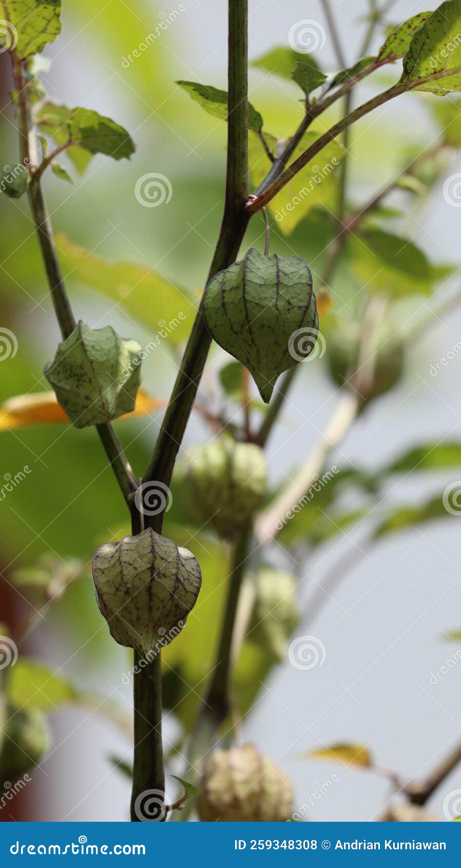 Physalis Peruviana or Ciplukan Stock Photo - Image of branch ...